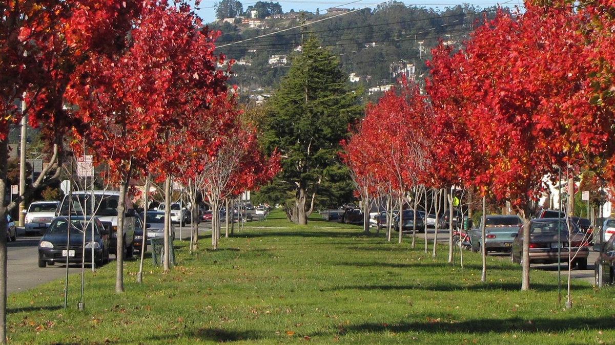 Urban Forestry | Albany, CA